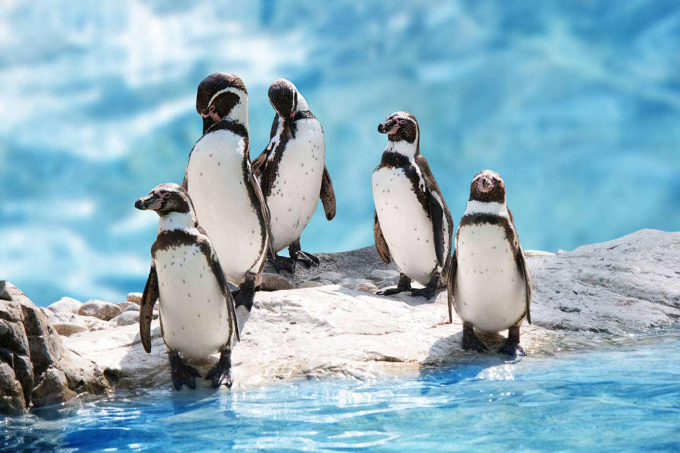World Penguin Day in Australia in 2025 | Dayspedia