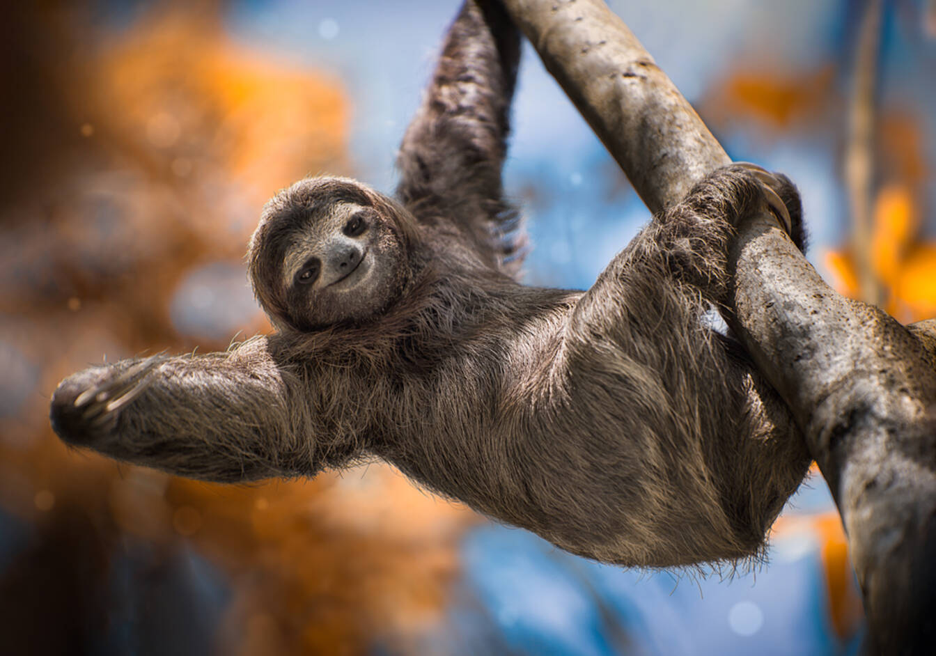 International Sloth Day in India in 2025 | Dayspedia