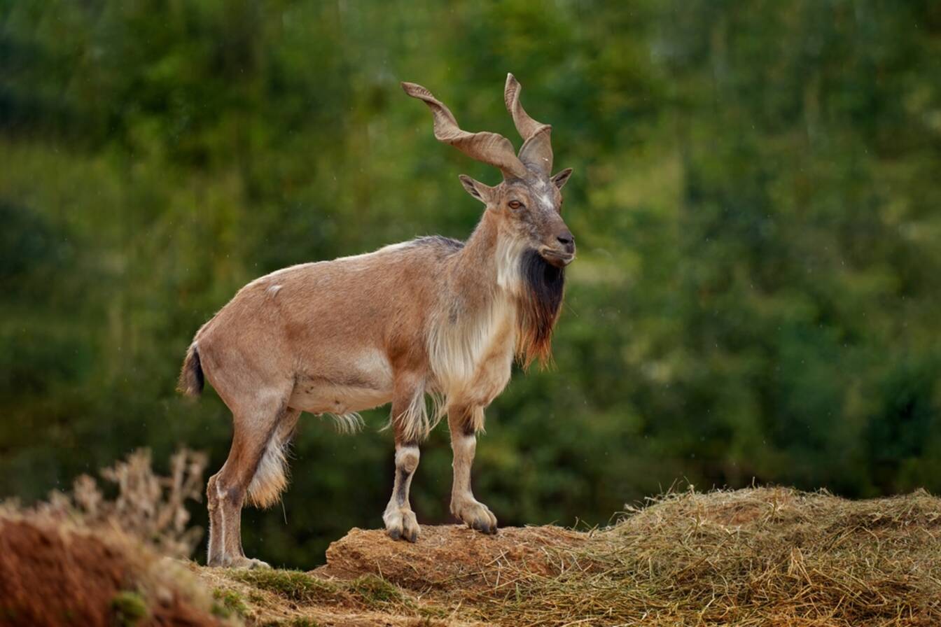 International Day of Markhor in Jamaica in 2025 | Dayspedia