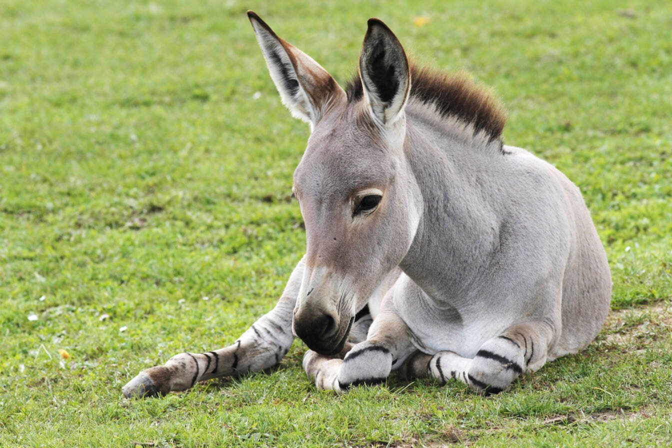 World Donkey Day in Italy in 2025 | Dayspedia