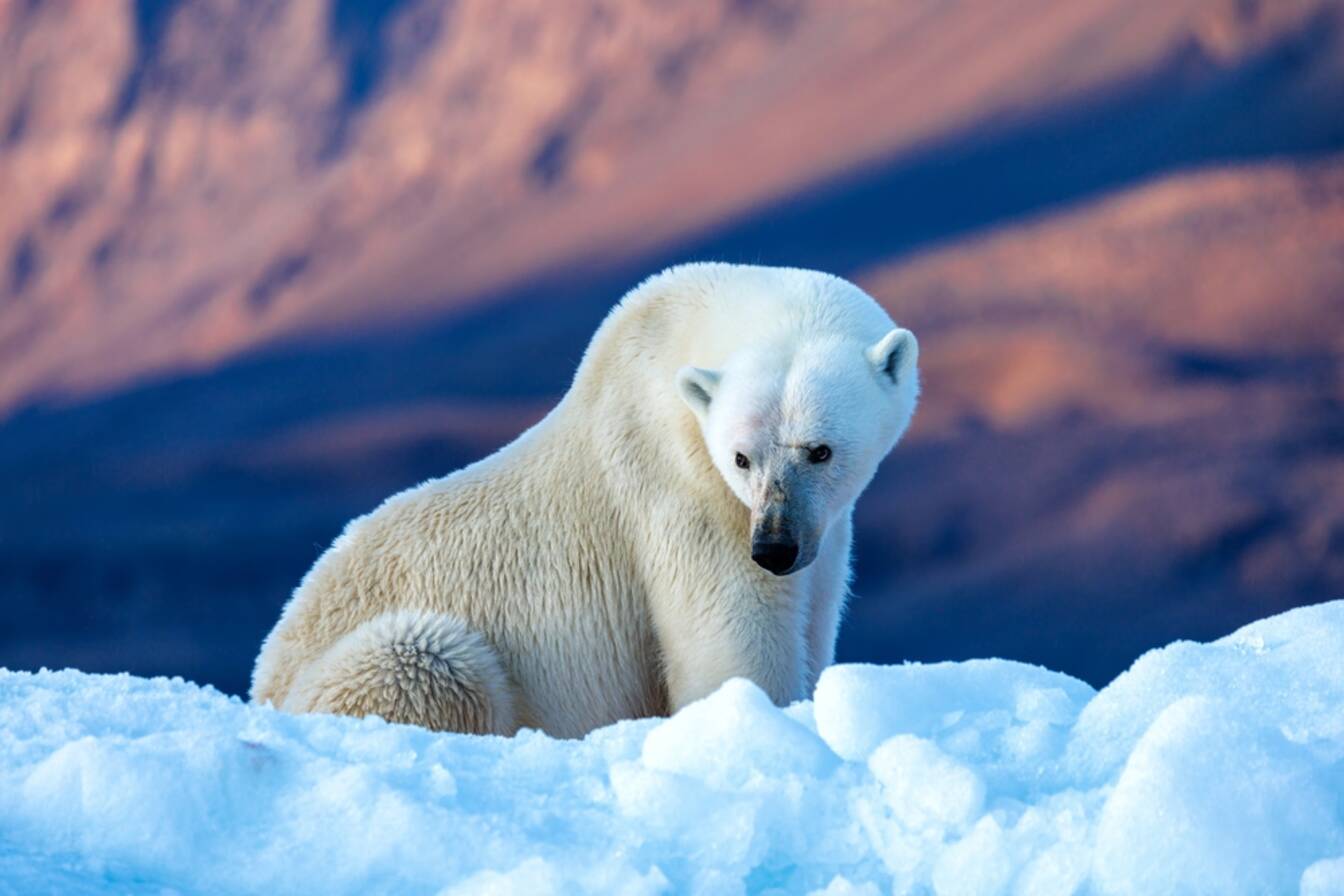 International Polar Bear Day in Isle of Man in 2025 | Dayspedia